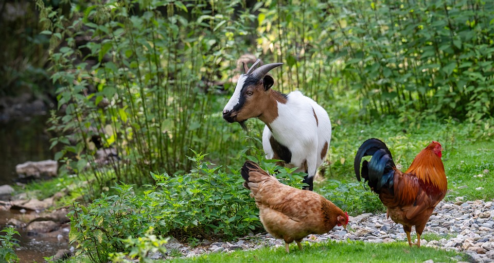 Goat Chickens Deer Park - Free photo on Pixabay - Pixabay