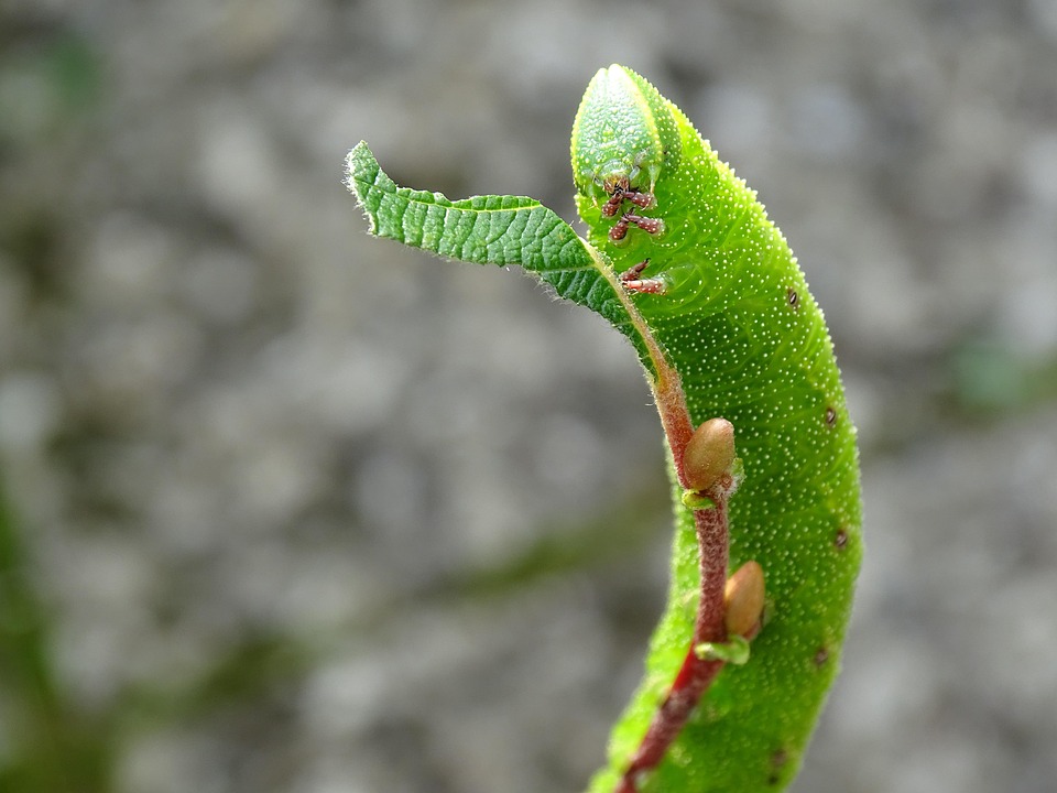 Caterpillar Larva Insect - Free photo on Pixabay - Pixabay
