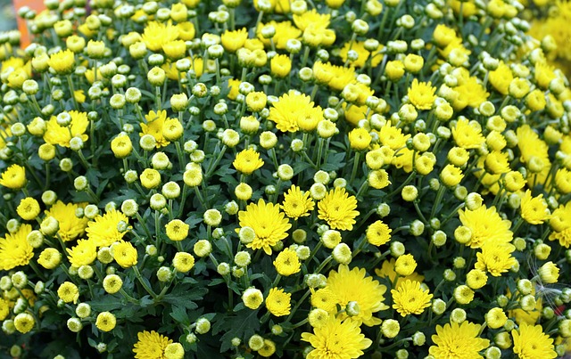 Crisântemo Flores Planta - Foto gratuita no Pixabay - Pixabay