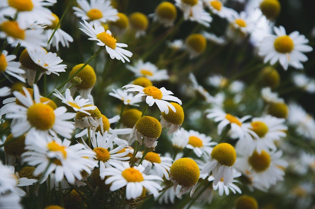 Flowers Chamomile Wild - Free photo on Pixabay - Pixabay