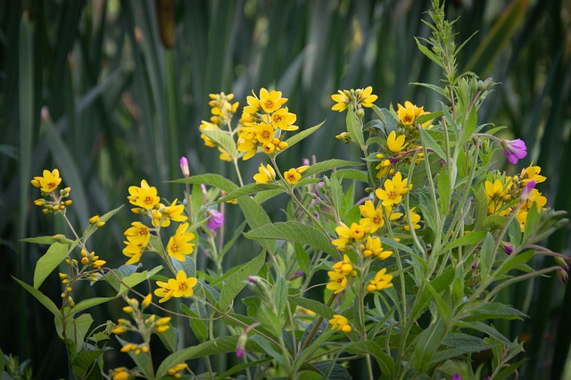 Flores De Pantano Plantas - Foto gratis en Pixabay - Pixabay