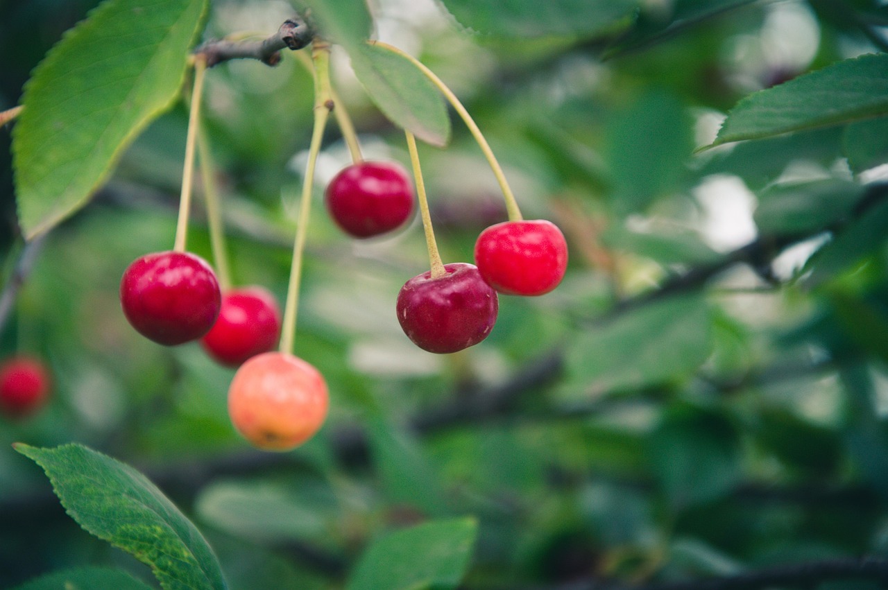 Cherry Fruits Plant Red - Free photo on Pixabay
