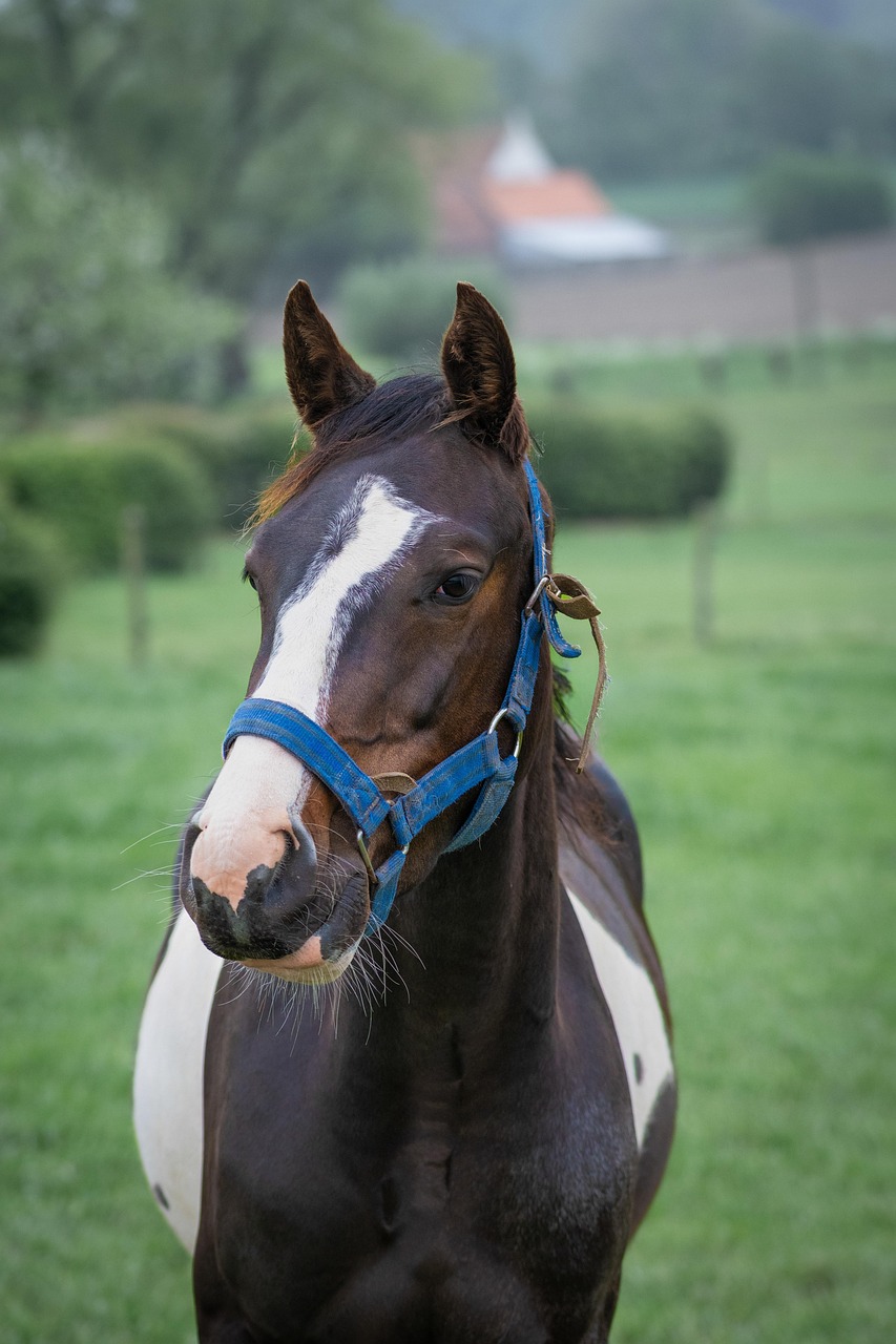 Horse Mammal Animal Equus - Free photo on Pixabay