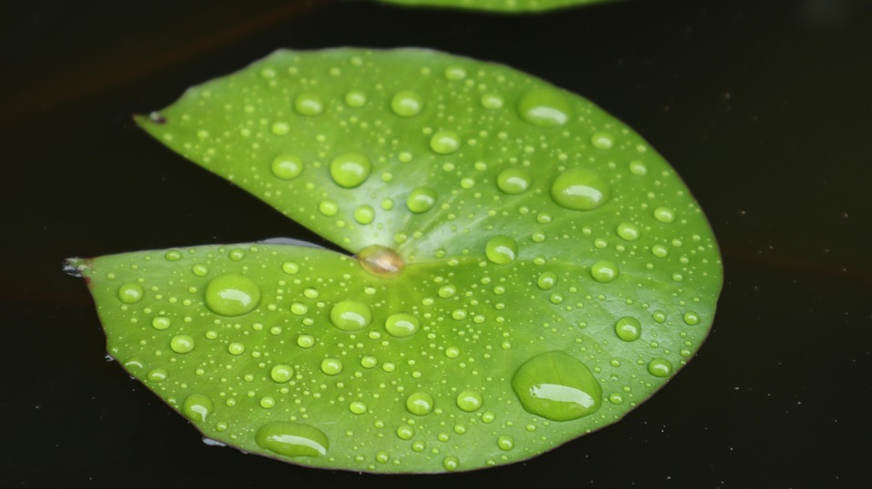 Feuille De Lotus Eau - Photo gratuite sur Pixabay - Pixabay