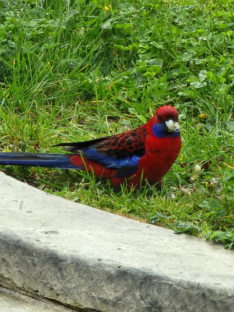 Nature Red Barrot Animal - Free photo on Pixabay