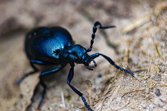 Coléoptère Noir Scarabée Insecte - Photo gratuite sur Pixabay - Pixabay