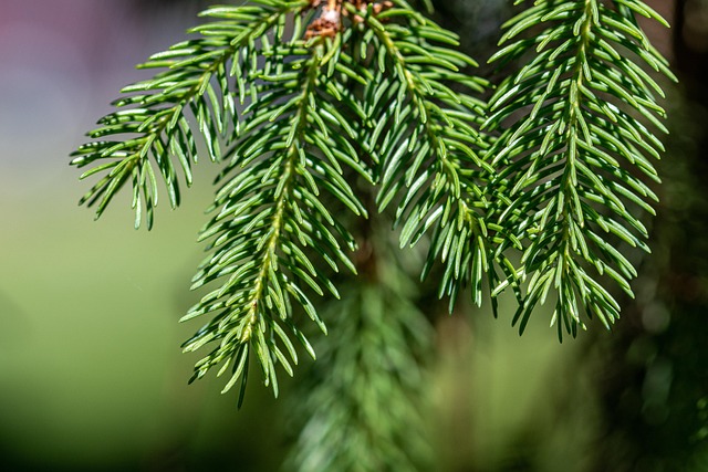 Pohon Cemara Daun-Daun Jarum - Foto gratis di Pixabay