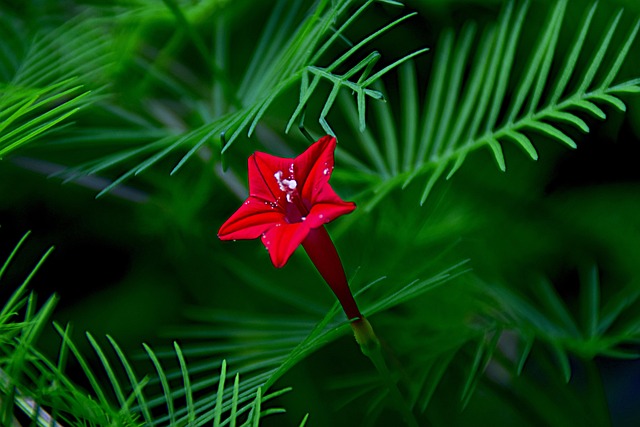 Rank Plant Red Blossom - Free photo on Pixabay - Pixabay