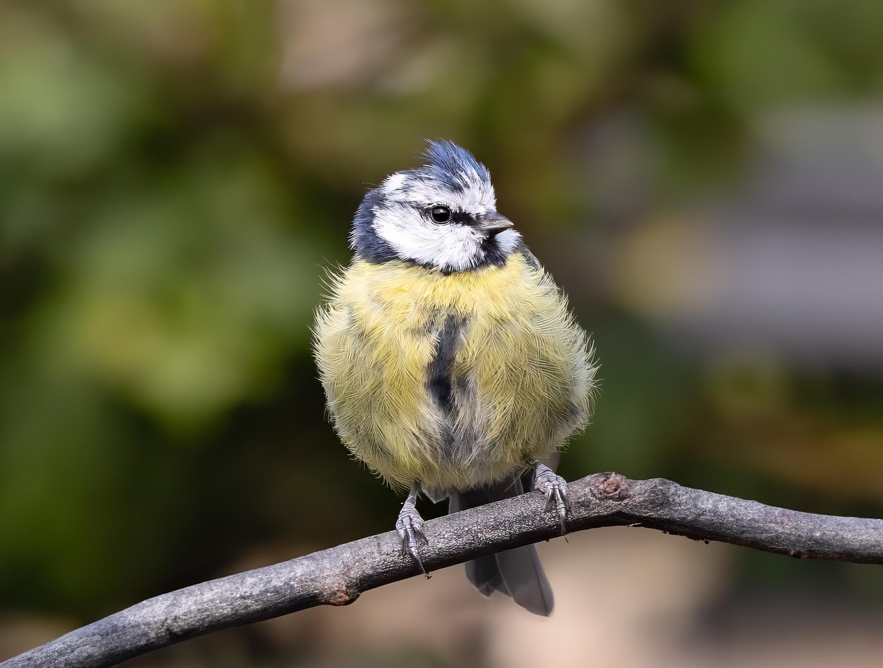 Fledgling Blue Tit Baby - Free photo on Pixabay - Pixabay
