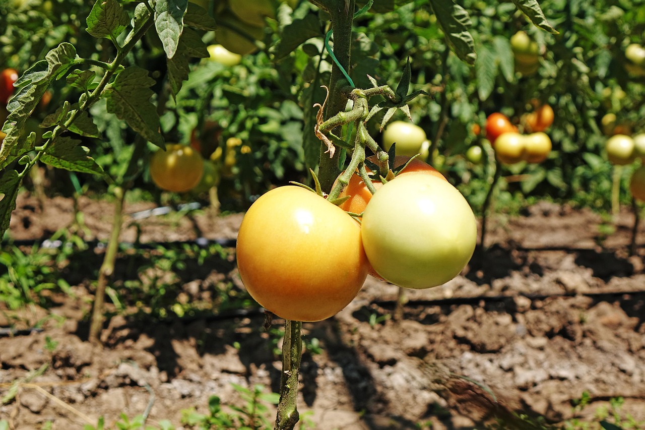 Tomatoes Fruit Plant - Free photo on Pixabay - Pixabay