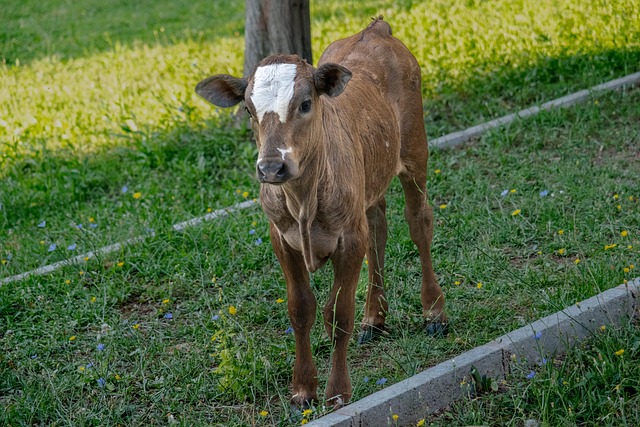 Vache Veau Animal Animaux De - Photo gratuite sur Pixabay - Pixabay