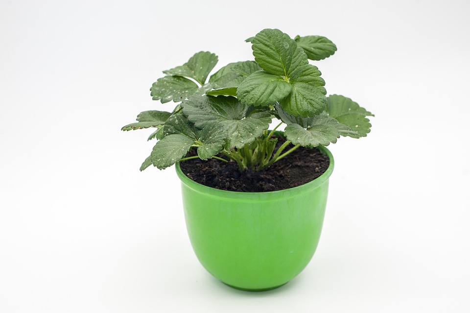 Strawberry Plant Seedling - Free photo on Pixabay