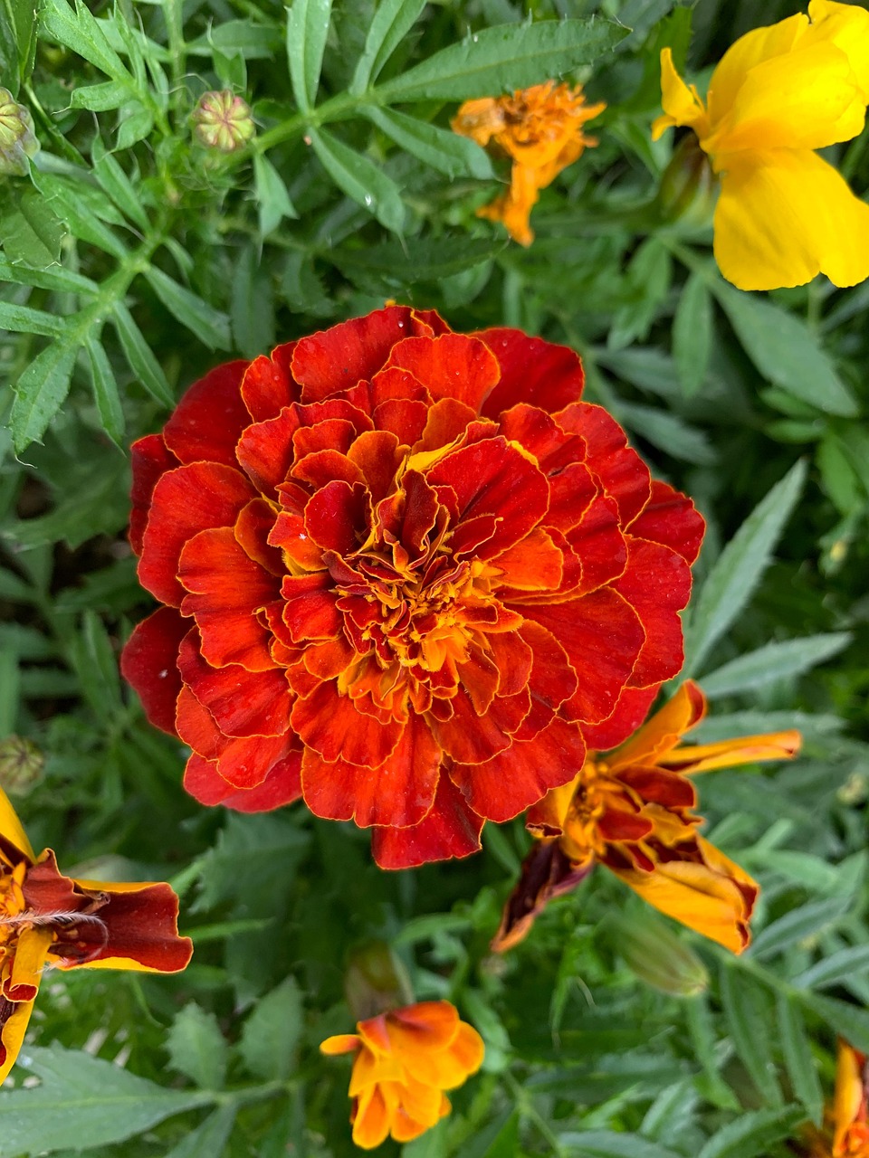 Souci Calendula Fleur D'Oranger - Photo gratuite sur Pixabay - Pixabay