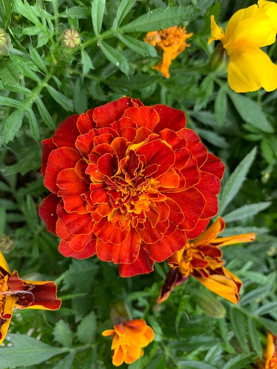 Souci Calendula Fleur D'Oranger - Photo gratuite sur Pixabay - Pixabay