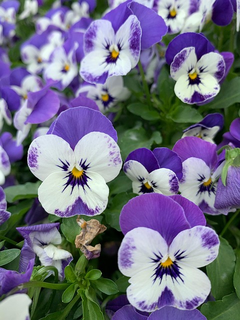 Pansies Flowers Violet - Free photo on Pixabay - Pixabay
