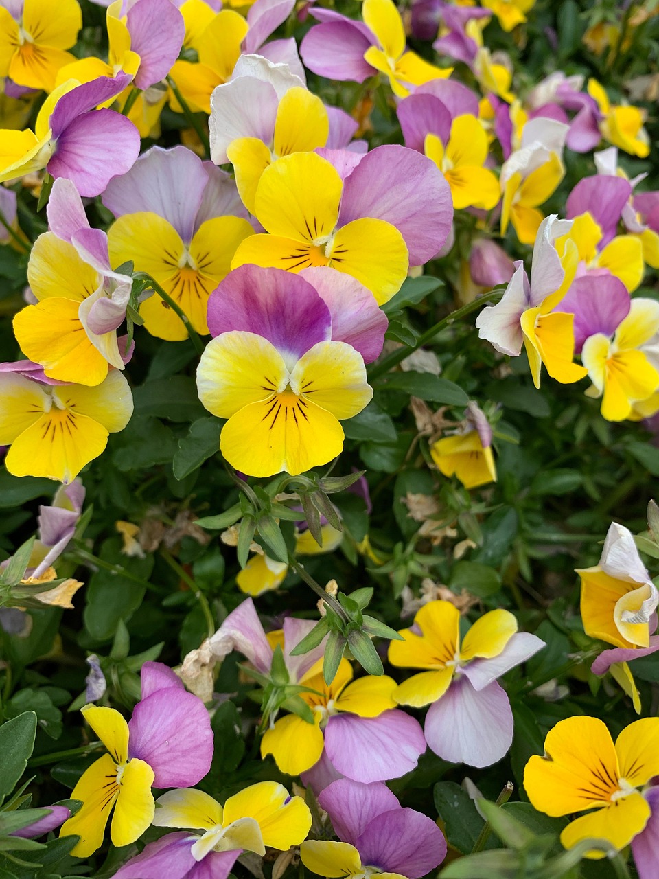 Stedmoderblomster Blomster Gule - Gratis foto på Pixabay - Pixabay