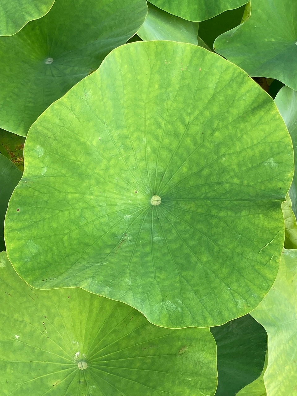 Lily Pad Swimming Blade Lotus Free Photo On Pixabay Pixabay