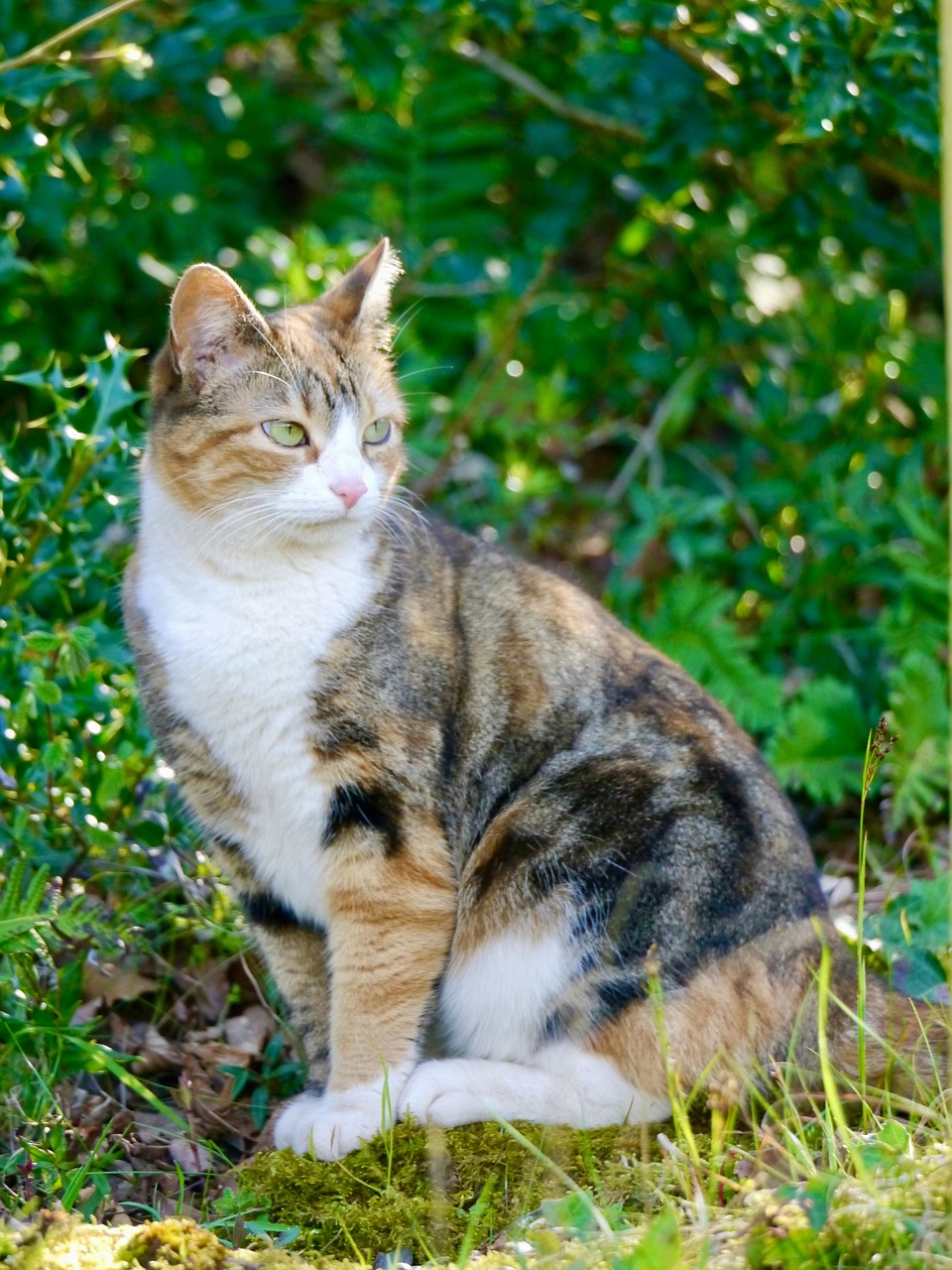 Calico Cat Mammal - Free photo on Pixabay