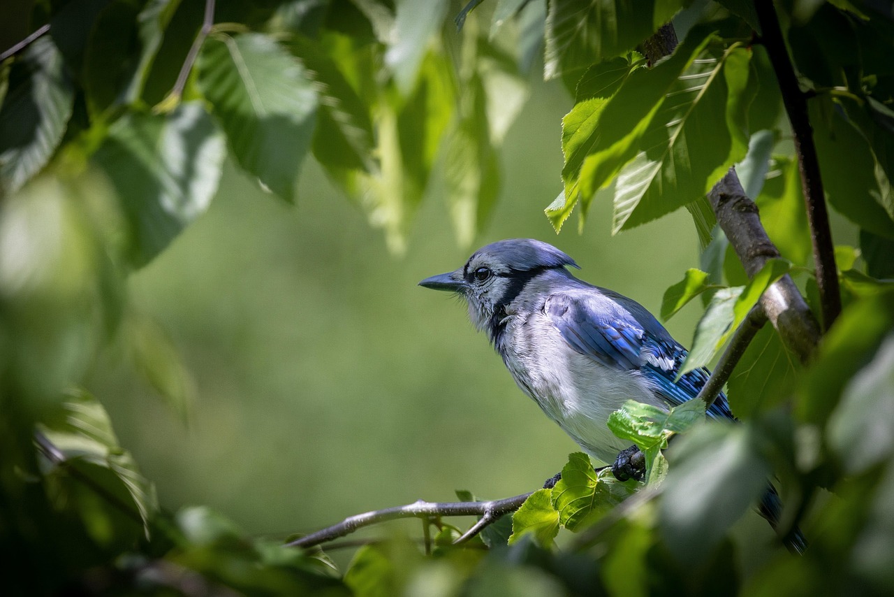 Blue Jay Wildlife Bird - Free photo on Pixabay - Pixabay
