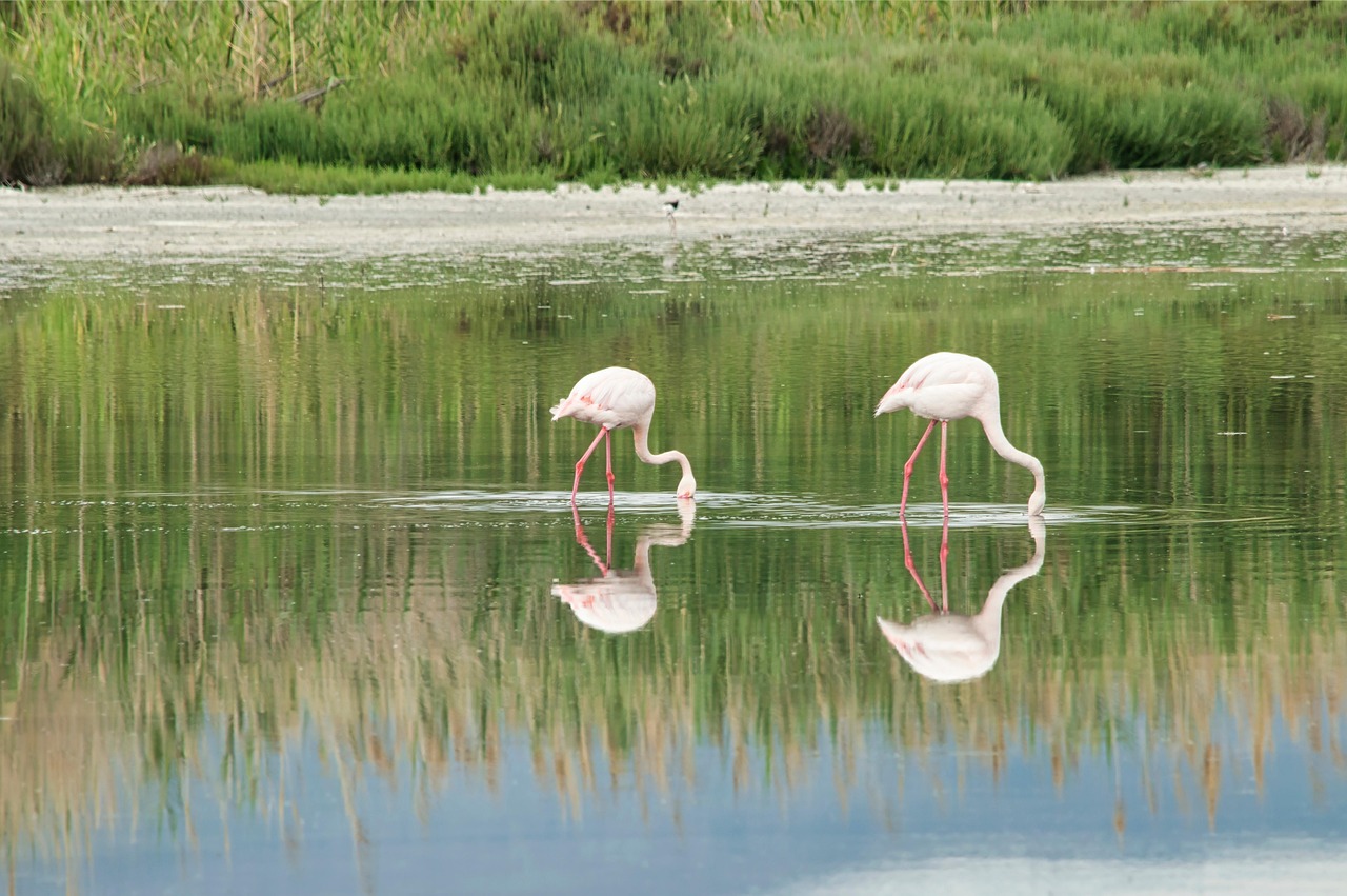 Bird Photography Aquatic Flamingos - Free photo on Pixabay - Pixabay