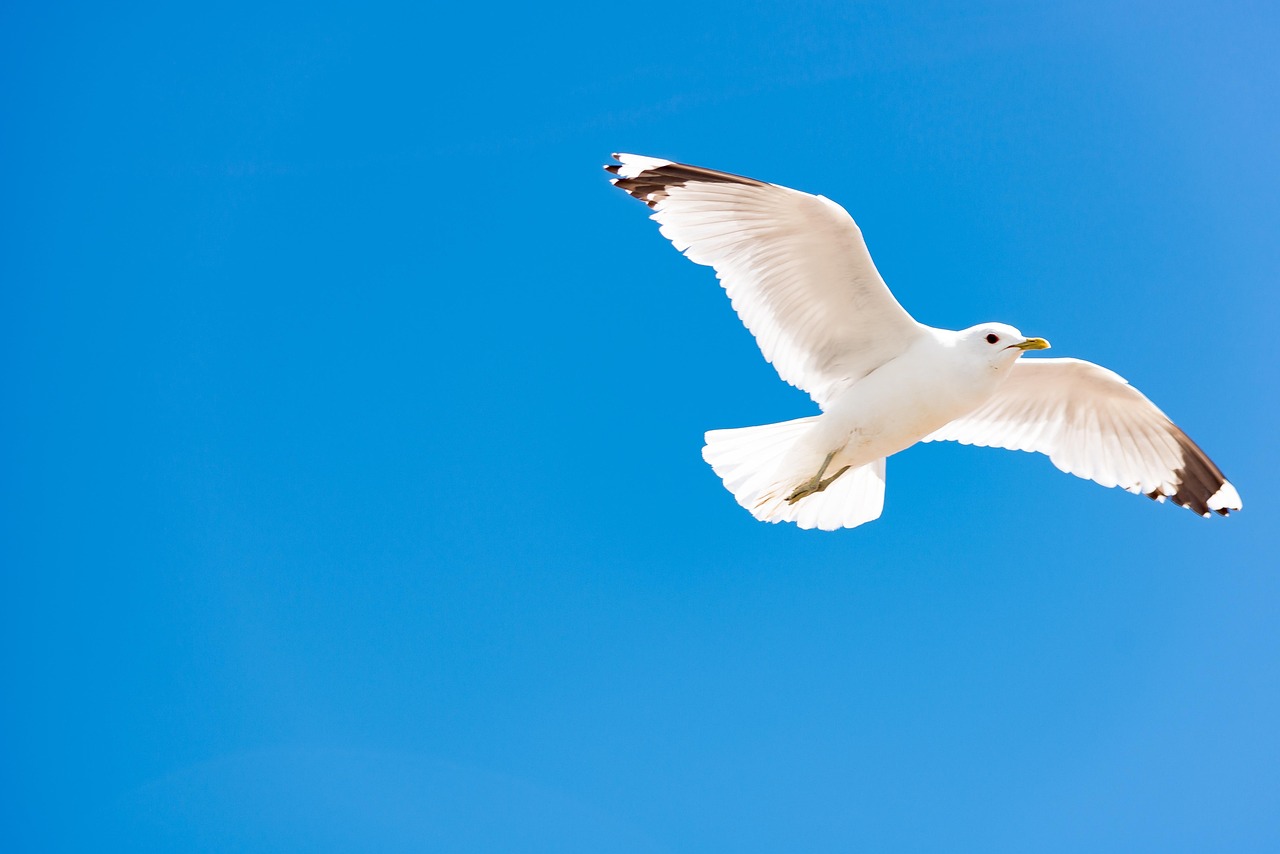 Oiseau Nature En Volant - Photo gratuite sur Pixabay - Pixabay