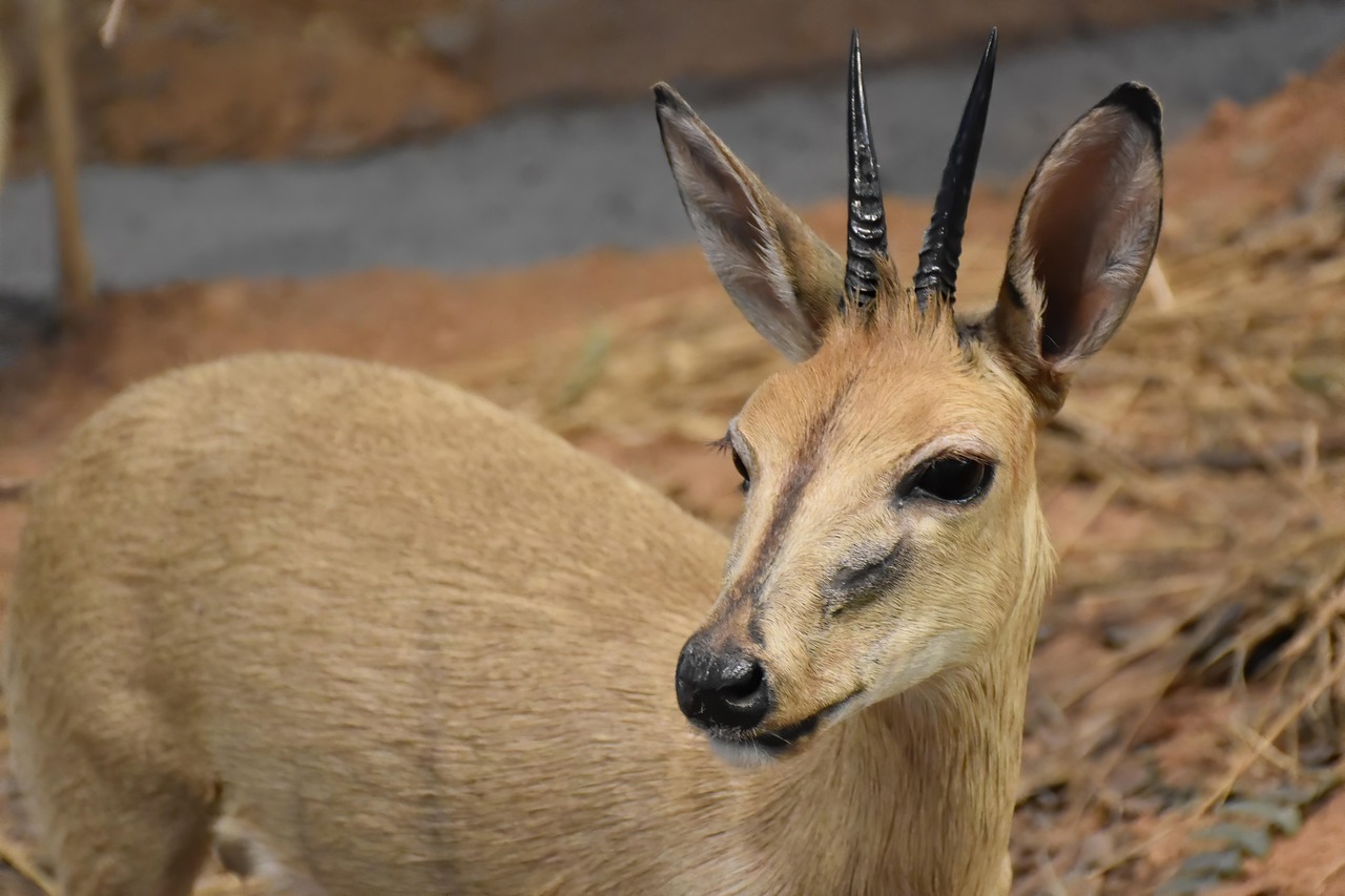 Duiker Island South Africa Cape - Free photo on Pixabay