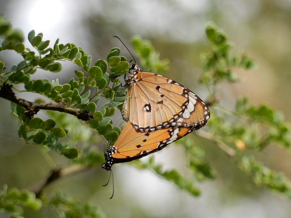 Butterfly Pairing Insect - Free photo on Pixabay - Pixabay