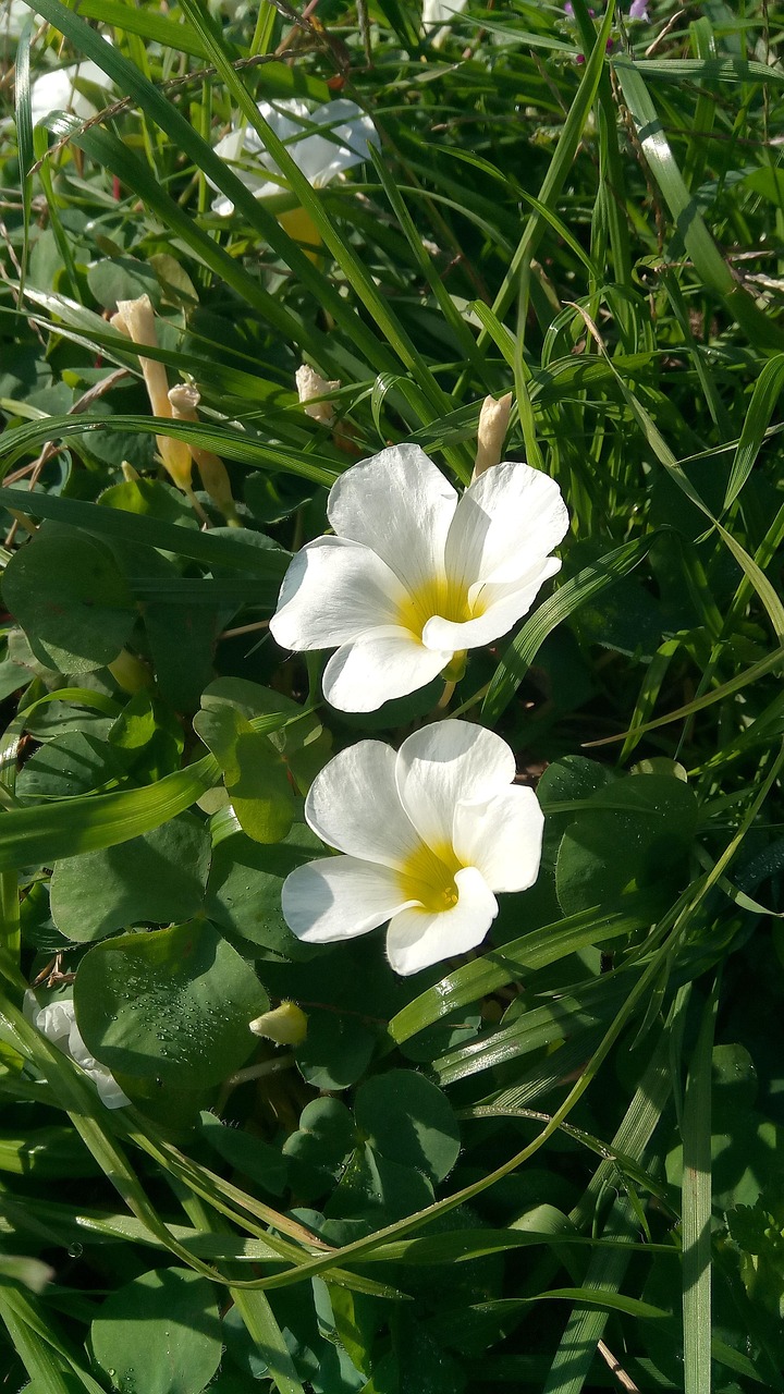 Flowers Pretty Beautiful - Free photo on Pixabay - Pixabay