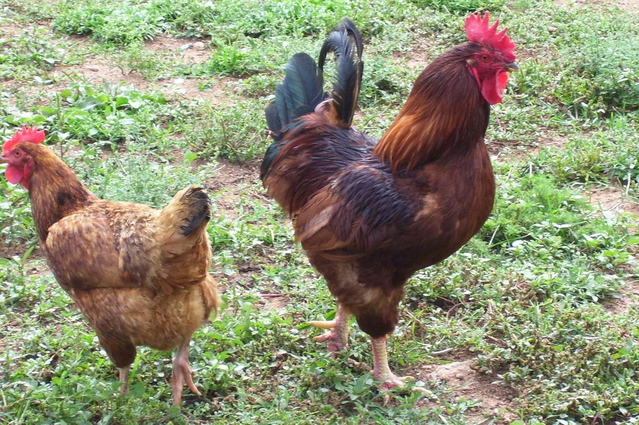 Poulets Rouges Coq Rouge Rhode - Photo gratuite sur Pixabay - Pixabay