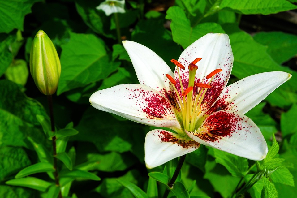 Flower Lily Beautiful - Free photo on Pixabay - Pixabay