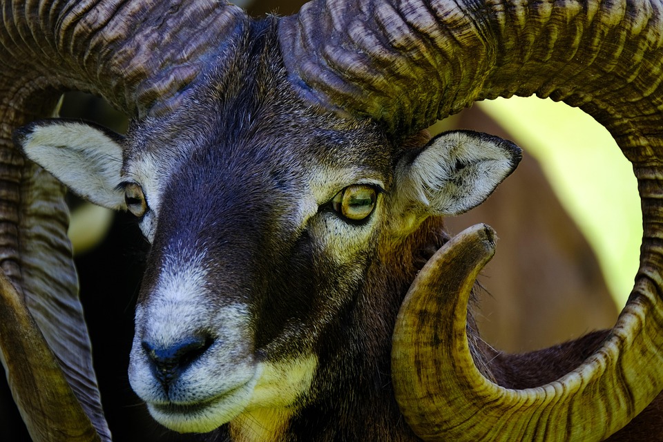 Mouflon Sheep Mammal - Free photo on Pixabay - Pixabay