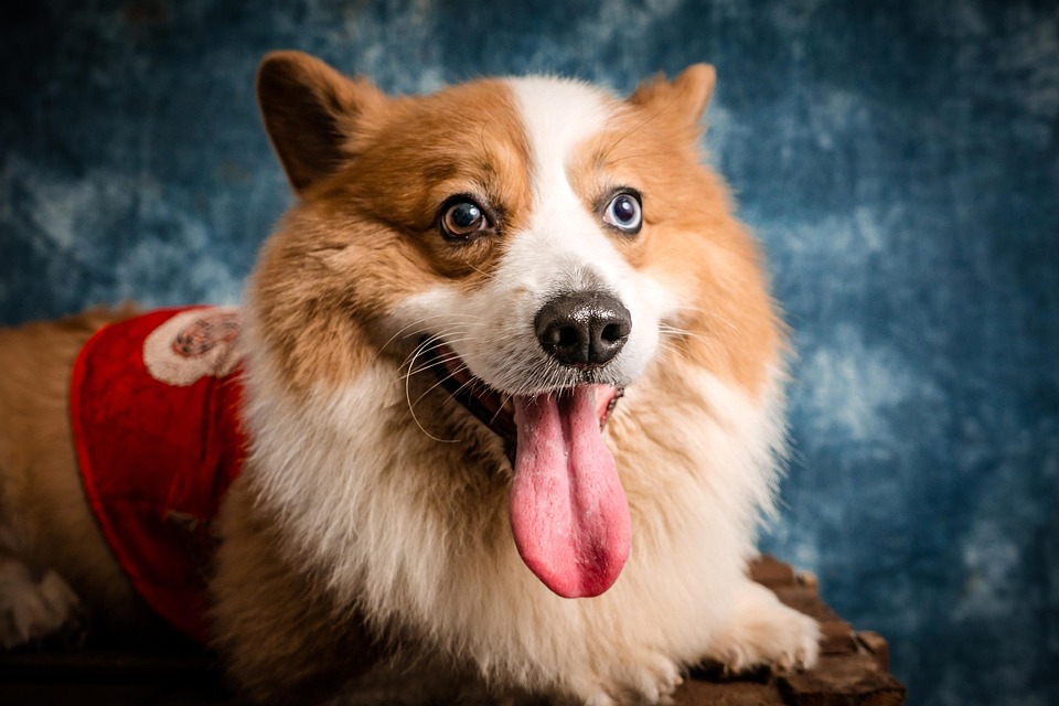 Animal Dog Corgi - Free photo on Pixabay - Pixabay