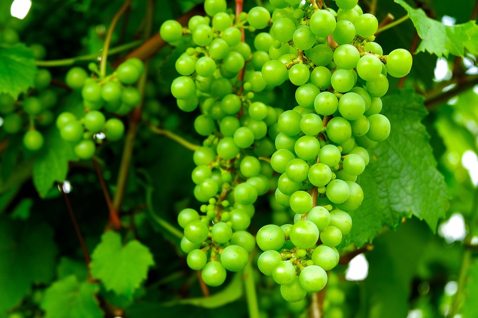 Grapes Berries Fruits - Free photo on Pixabay - Pixabay