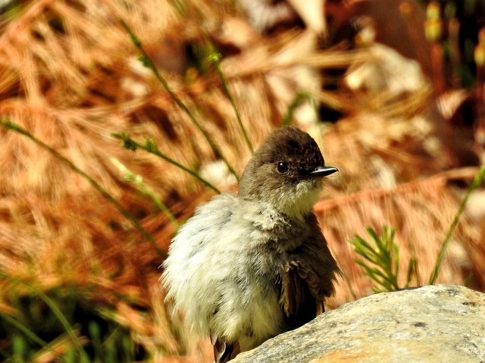 Uccello Piume Songbird - Foto gratis su Pixabay