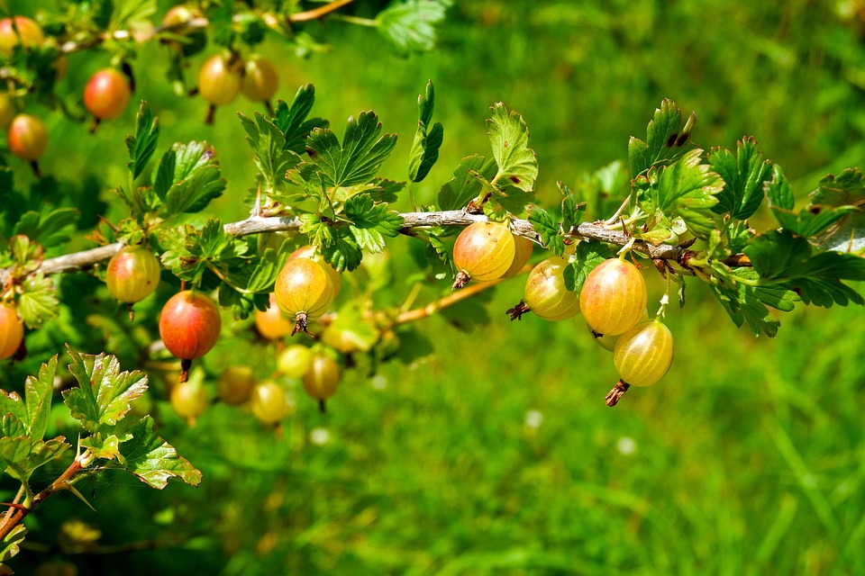 Bayas Grosellas Frutas - Foto gratis en Pixabay - Pixabay
