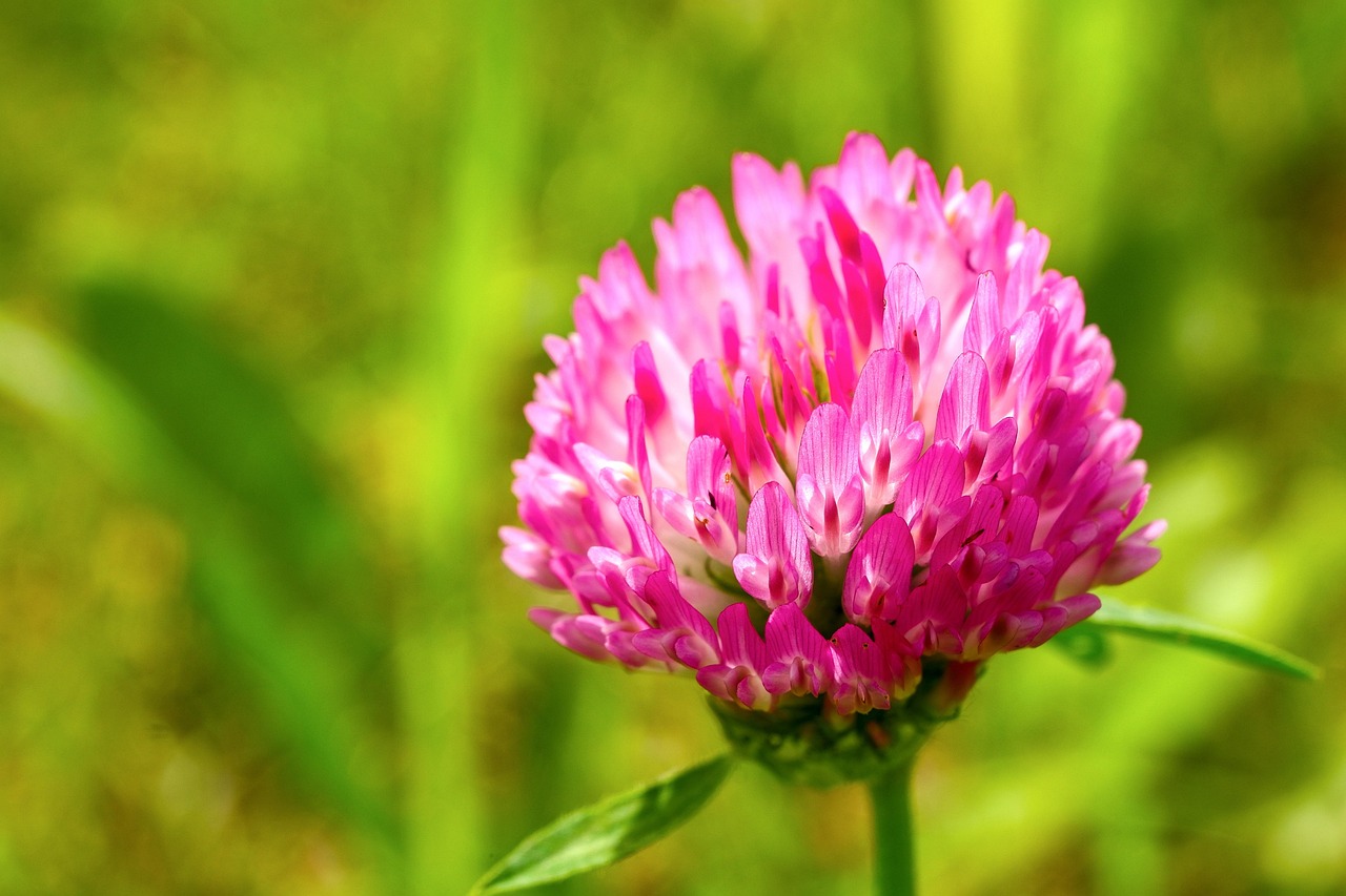 Clover Flower Pink Free Photo On Pixabay Clover Flower Pink Free Photo On Pixabay