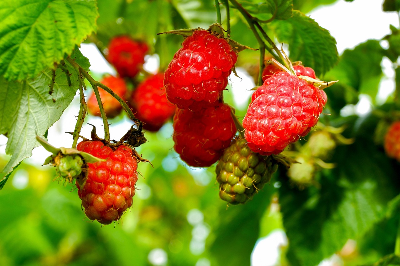 Raspberries Fruits Berries - Free photo on Pixabay - Pixabay