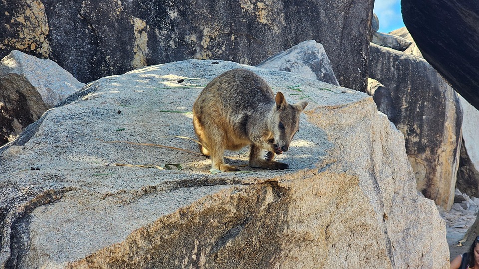 Wallaby Australia Cangur - Fotografie gratuită pe Pixabay - Pixabay
