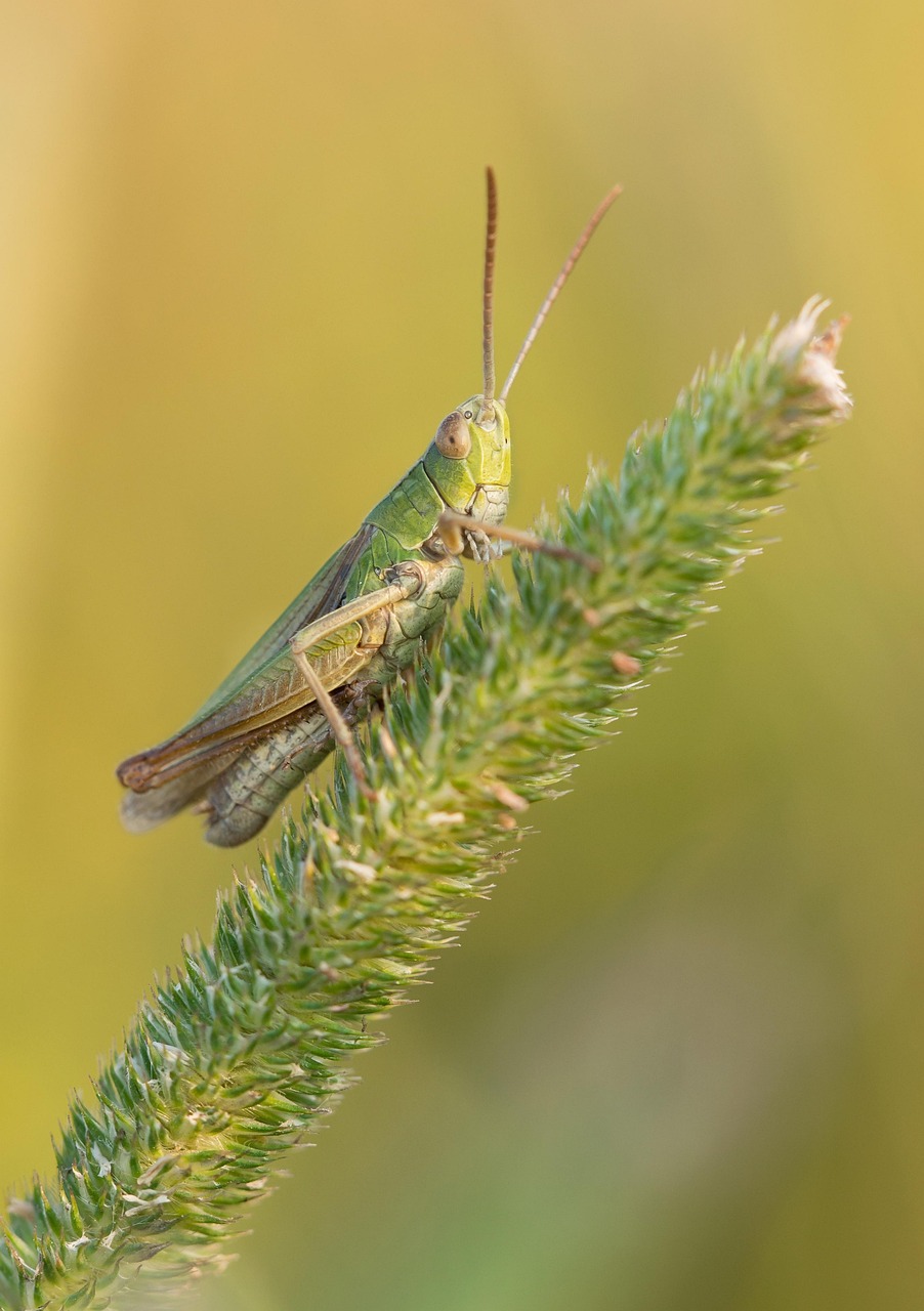 300+ Free Insecto Langostas & Locust Images - Pixabay