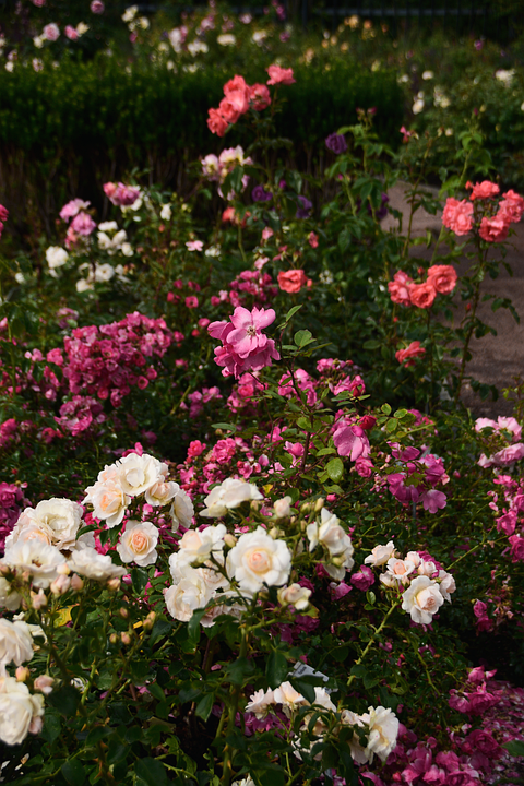 Wunderschone Rosen Welcher Dunger Bild