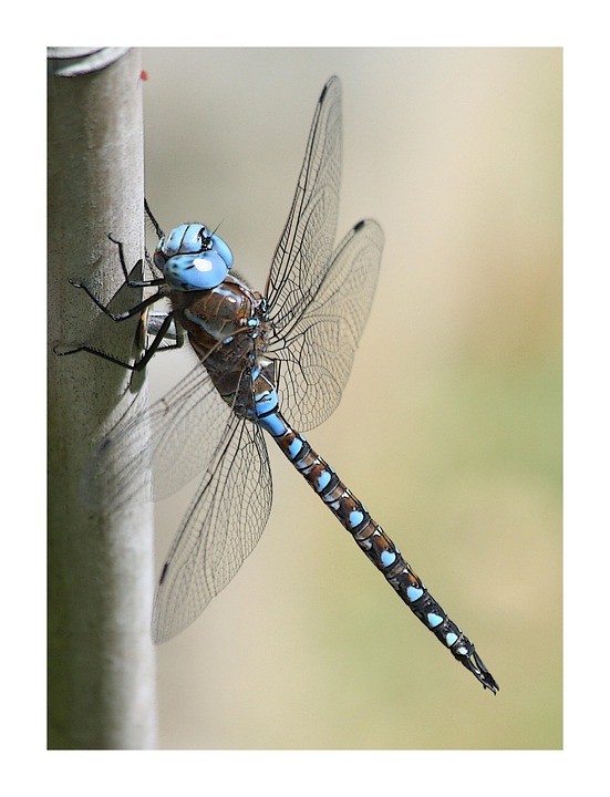 Blue-Eyed Darner Dragonfly Insect - Free photo on Pixabay - Pixabay