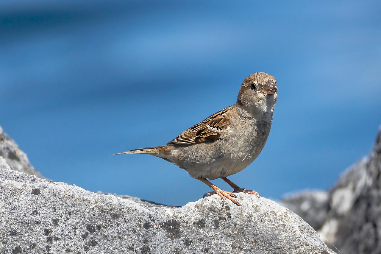 I Will Pass Bird - Free photo on Pixabay - Pixabay