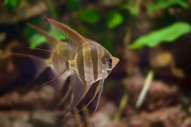 Pez Escamas Acuario - Foto gratis en Pixabay - Pixabay
