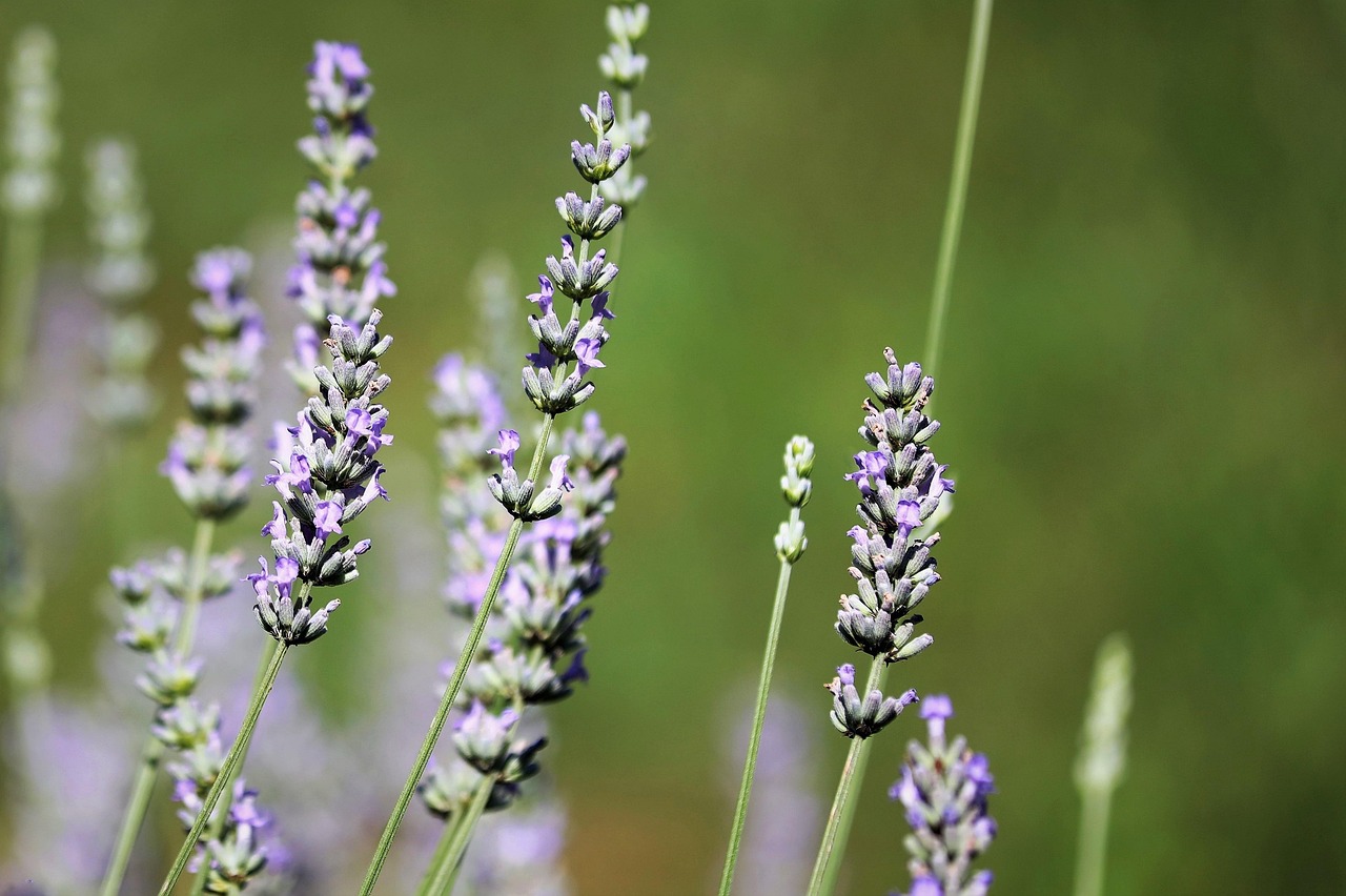 Lavender Bunga-Bunga Tanaman Bunga - Foto gratis di Pixabay - Pixabay