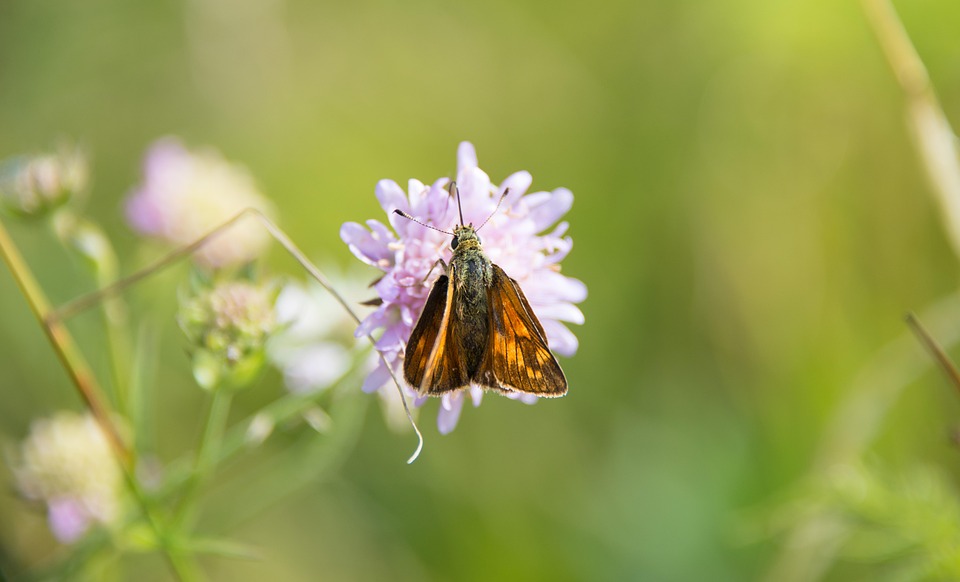 Rust-Colored Skipper Butterfly - Free photo on Pixabay