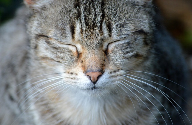 Gato Mamífero Bigotes Animal - Foto gratis en Pixabay - Pixabay