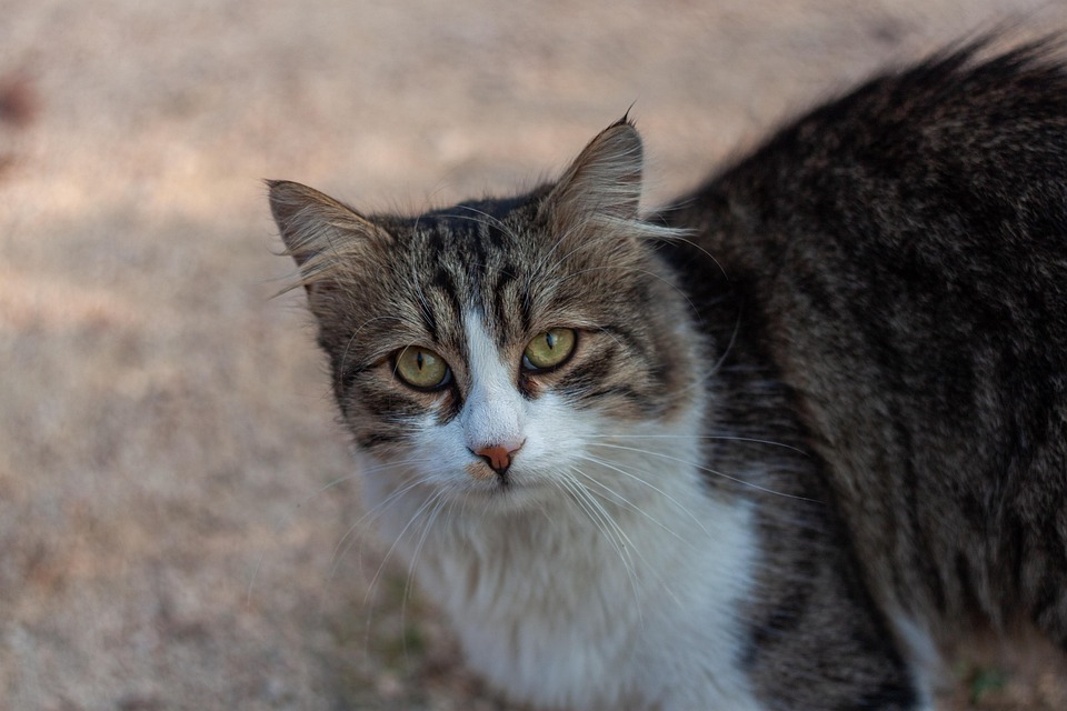 Stray Cats Feral Felines Homeless - Pixabay'de ücretsiz fotoğraf - Pixabay