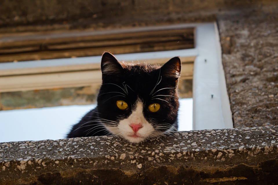Stray Cats Feral Felines Homeless - Pixabay'de ücretsiz fotoğraf - Pixabay