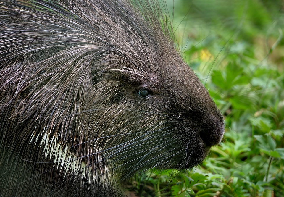 Porcupine Rodent Mammal - Free photo on Pixabay