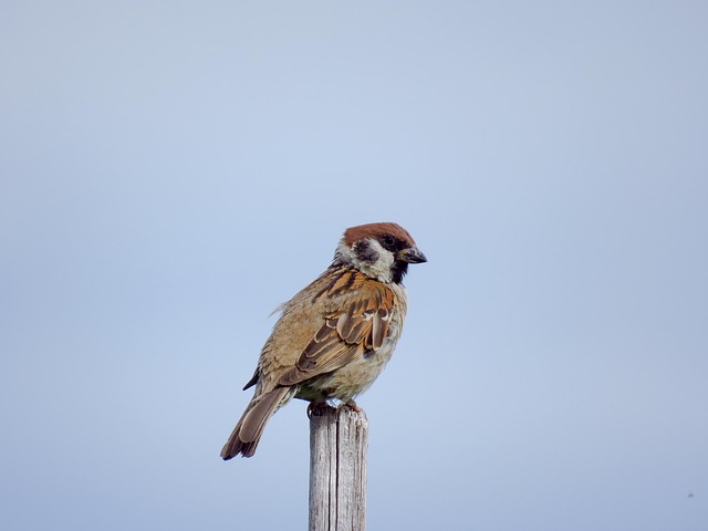 Bird Sparrow Feathers - Free photo on Pixabay - Pixabay